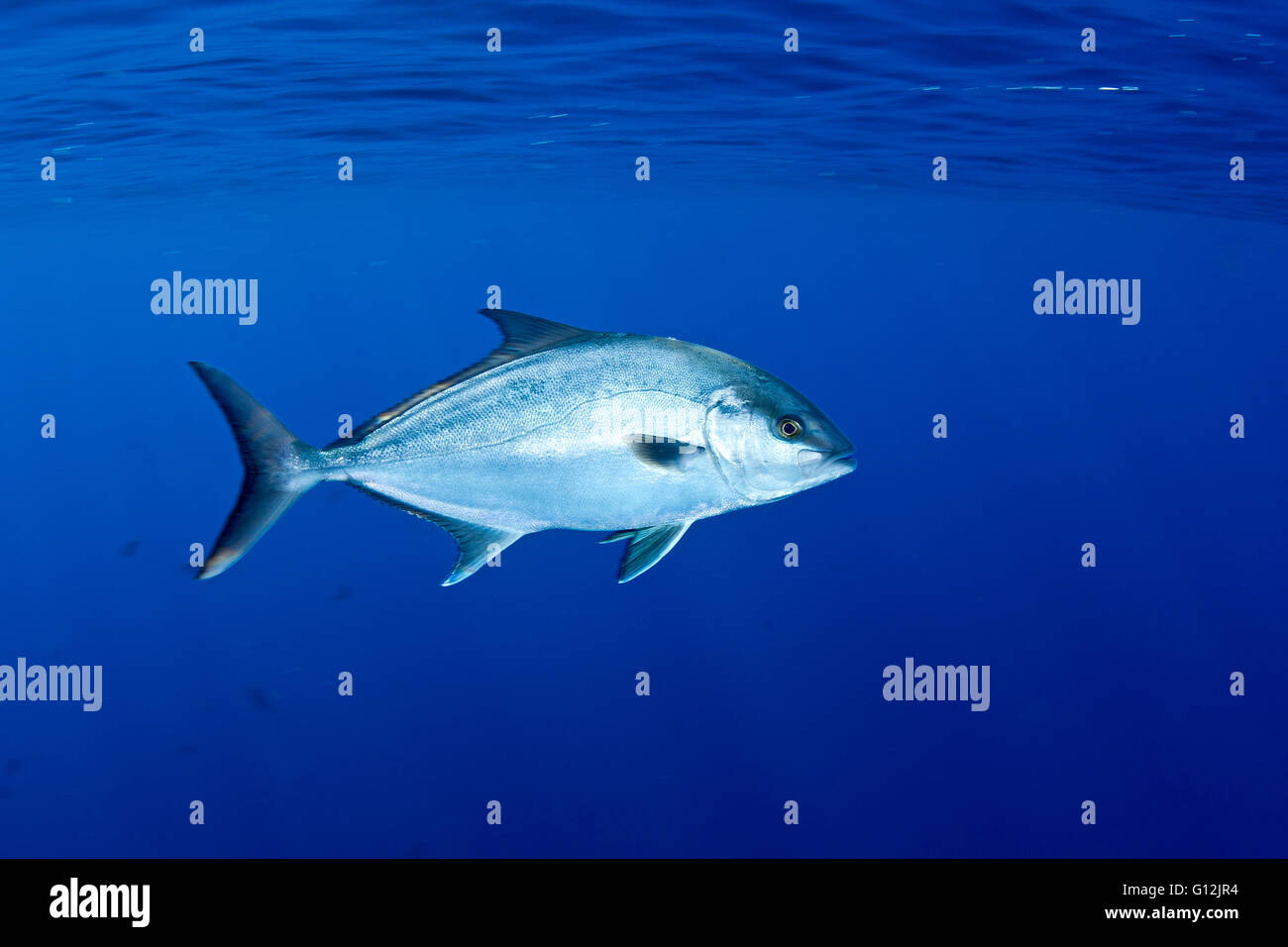 Amberjack fish hi-res stock photography and images - Alamy