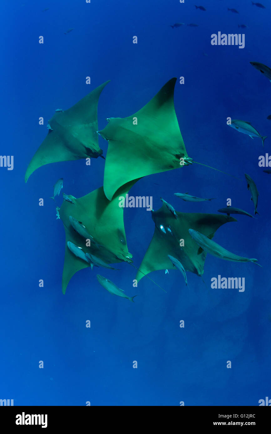 Group of Sicklefin Devil Ray, Mobula tarapacana, Santa Maria, Azores ...