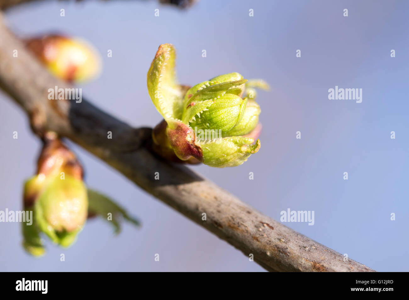 Very early tree buds photo taken on the last day of March Stock Photo ...