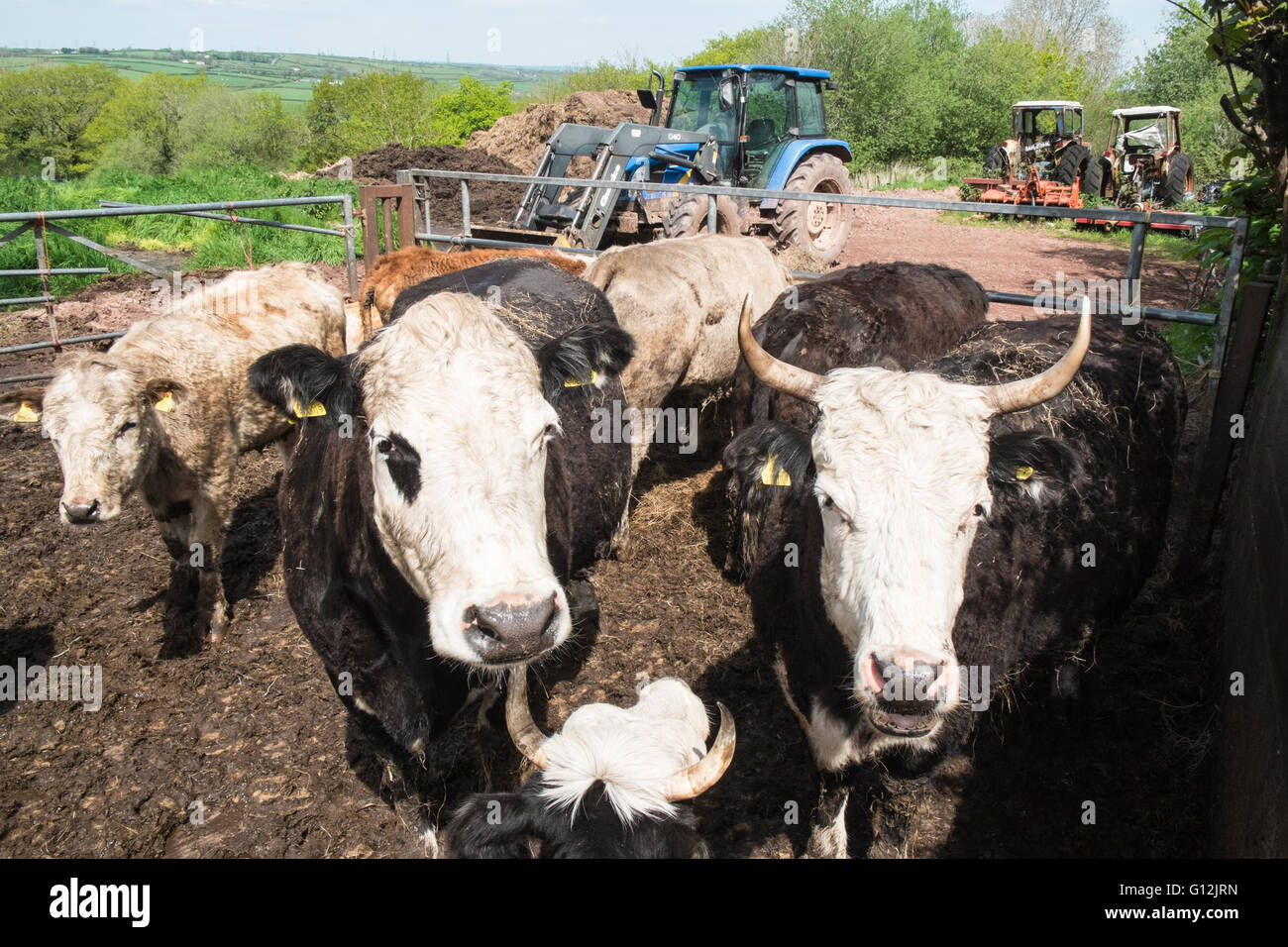 Cows in yard covered in mud and their on poo,manure,shit on farm near ...