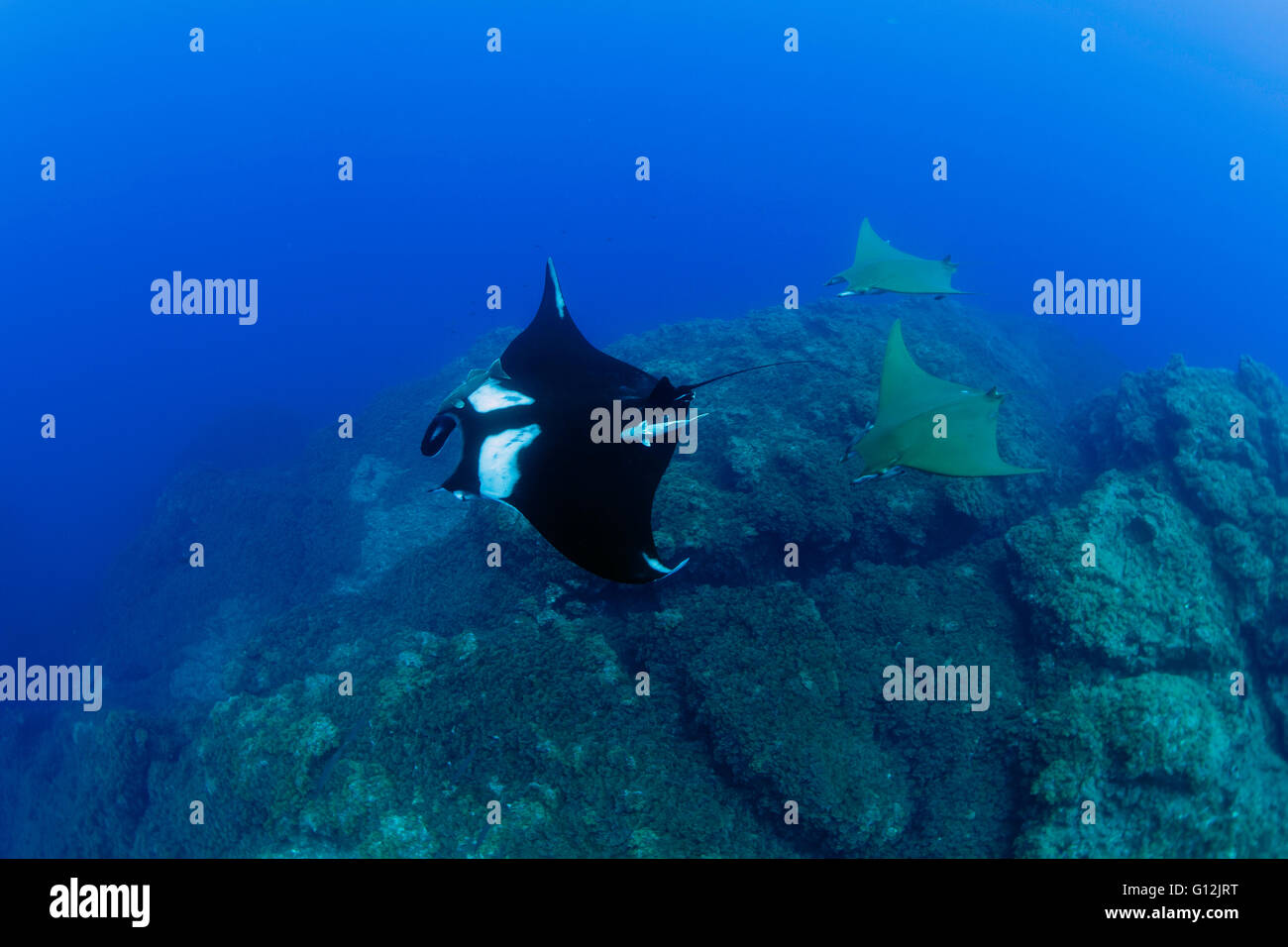 Atlantic manta ray mobula birostris hi-res stock photography and images ...