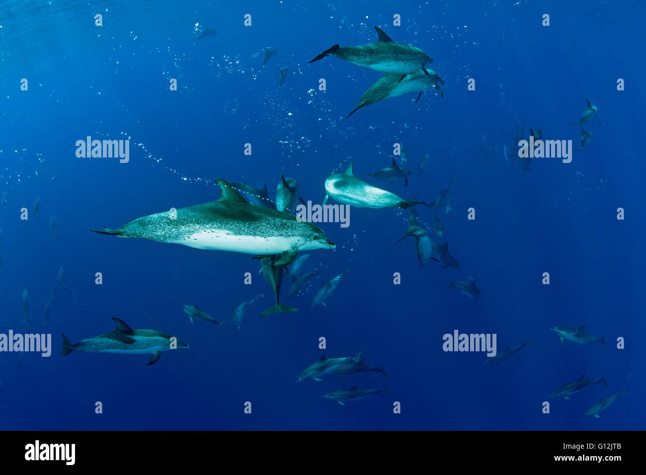 Atlantic spotted Dolphins, Stenella frontalis, Formigas, Azores ...