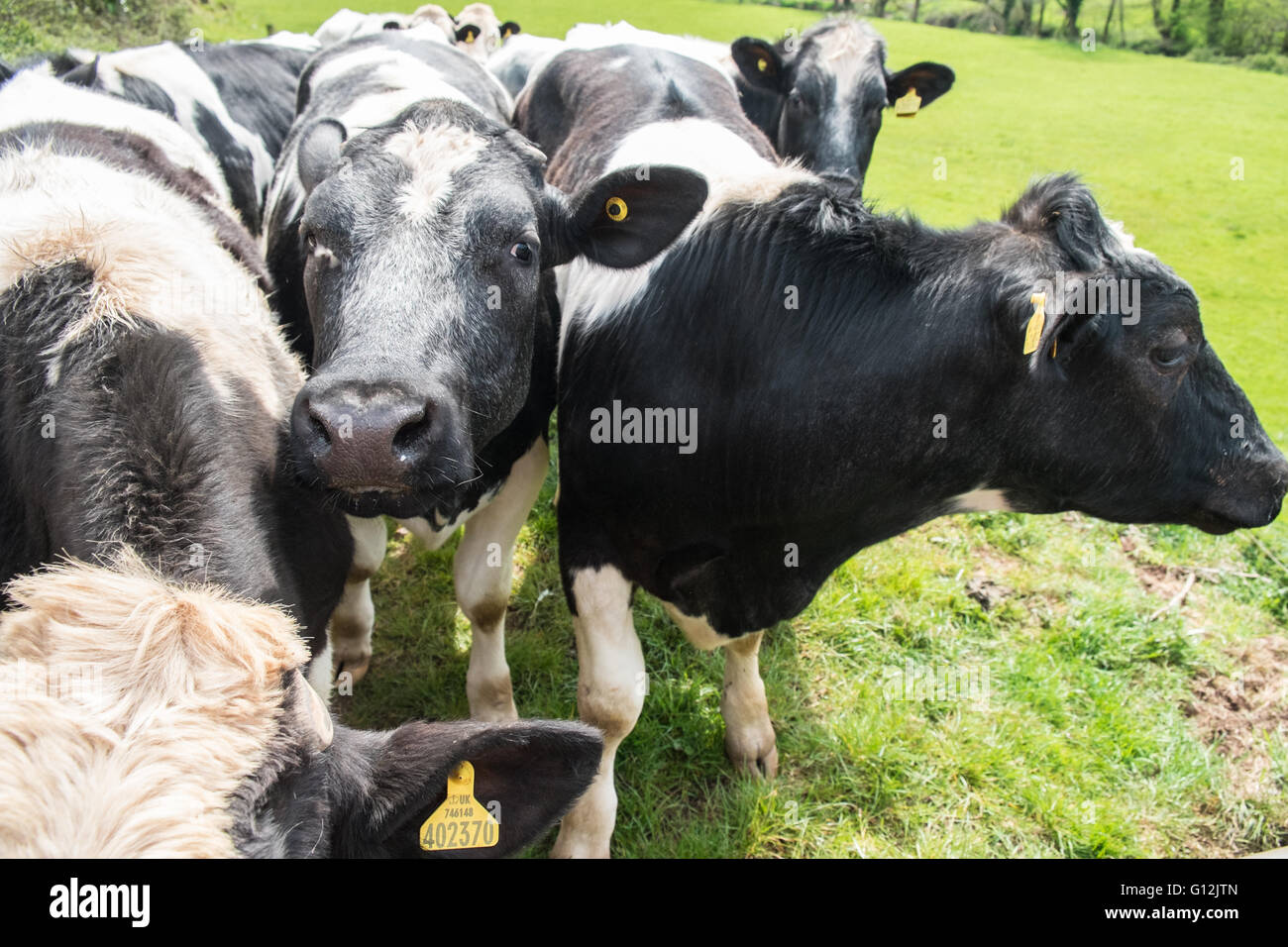 Bullocks hoof hi-res stock photography and images - Alamy
