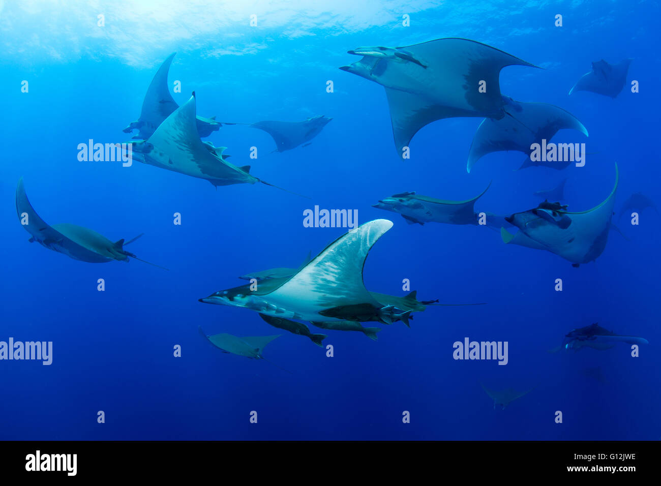 Sicklefin mobula mobula tarapacana azores hi-res stock photography and ...