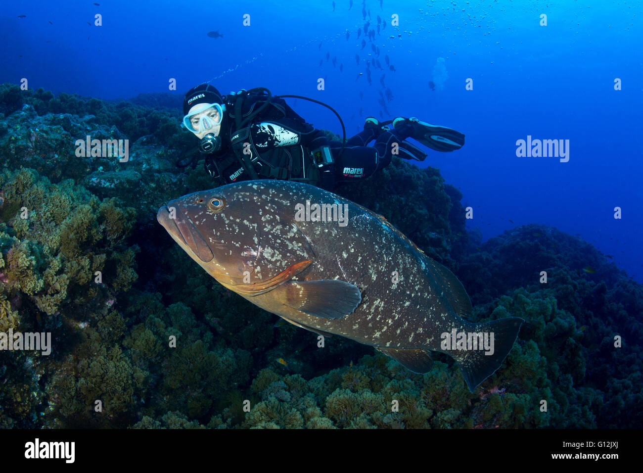 Formigas hi-res stock photography and images - Alamy