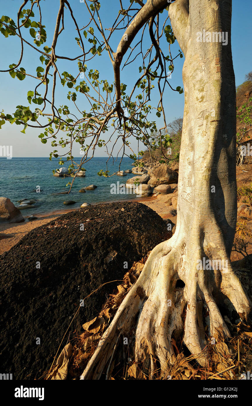 Ilala hi-res stock photography and images - Alamy