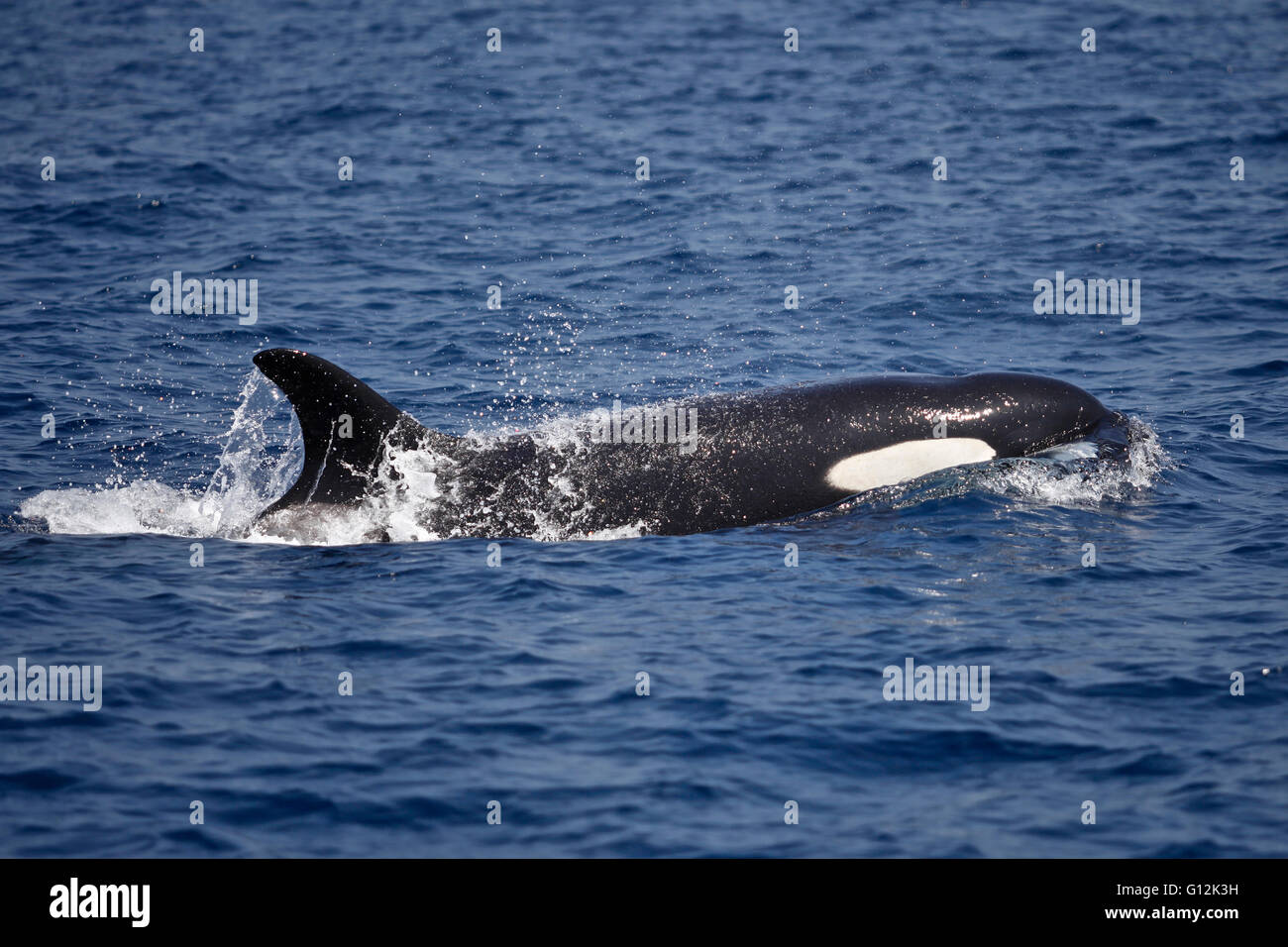 Strait of gibraltar orca hi-res stock photography and images - Alamy