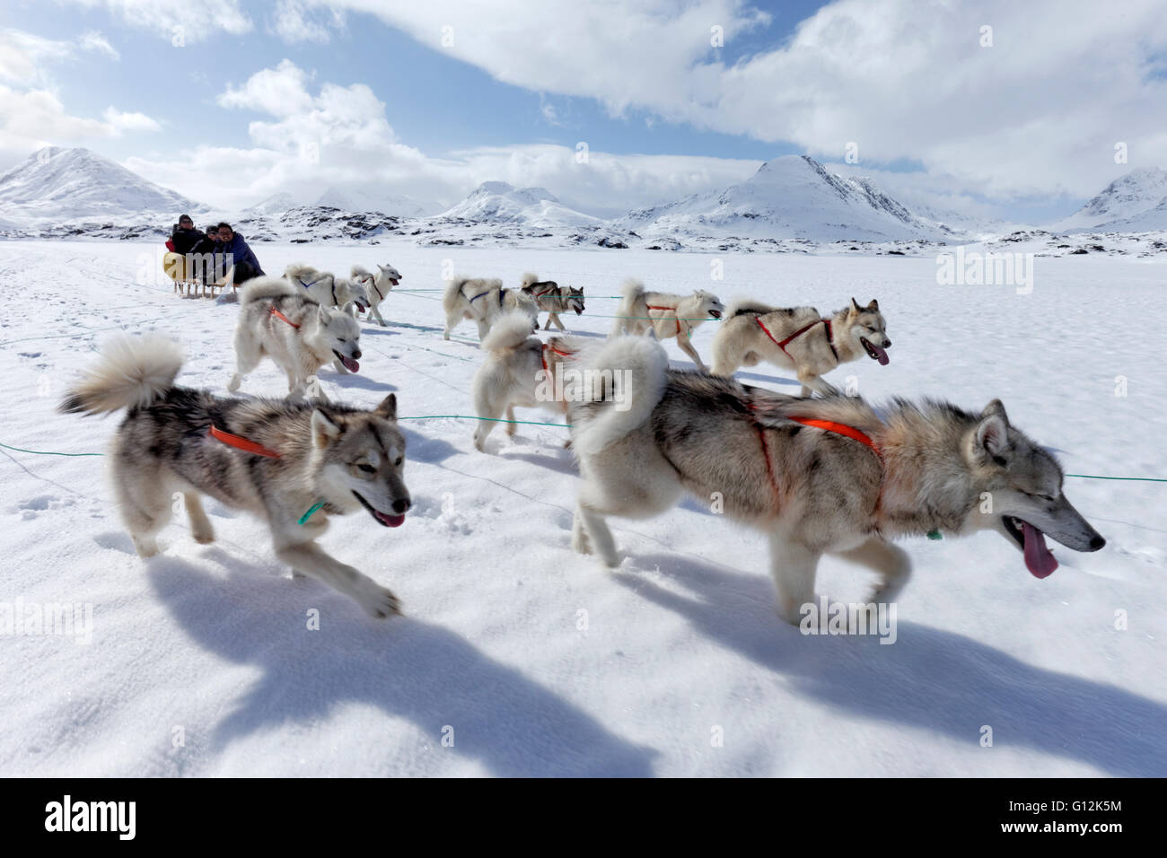 Greenland sled dog greenland arctic hi-res stock photography and images ...