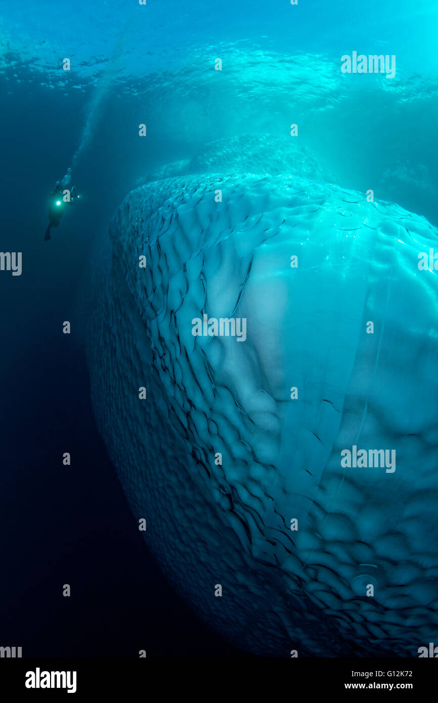 Fjord Diving High Resolution Stock Photography and Images - Alamy