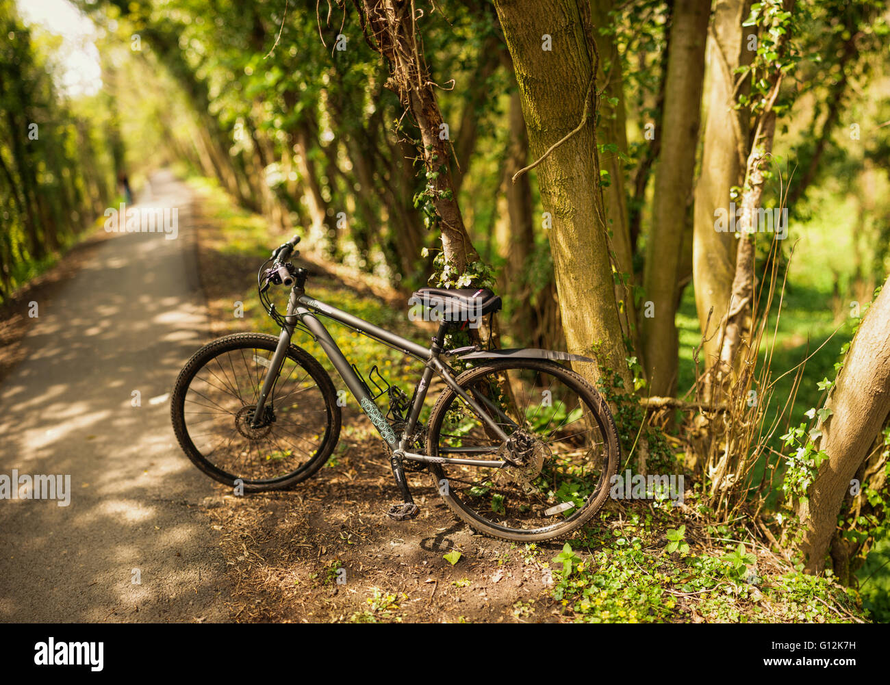 close up of the left bicycle in the forest Stock Photo - Alamy