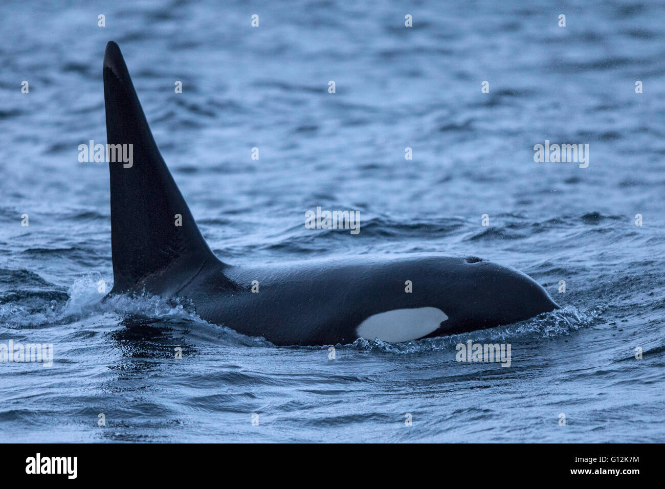 Orca killer whale orcinus orca hi-res stock photography and images - Alamy