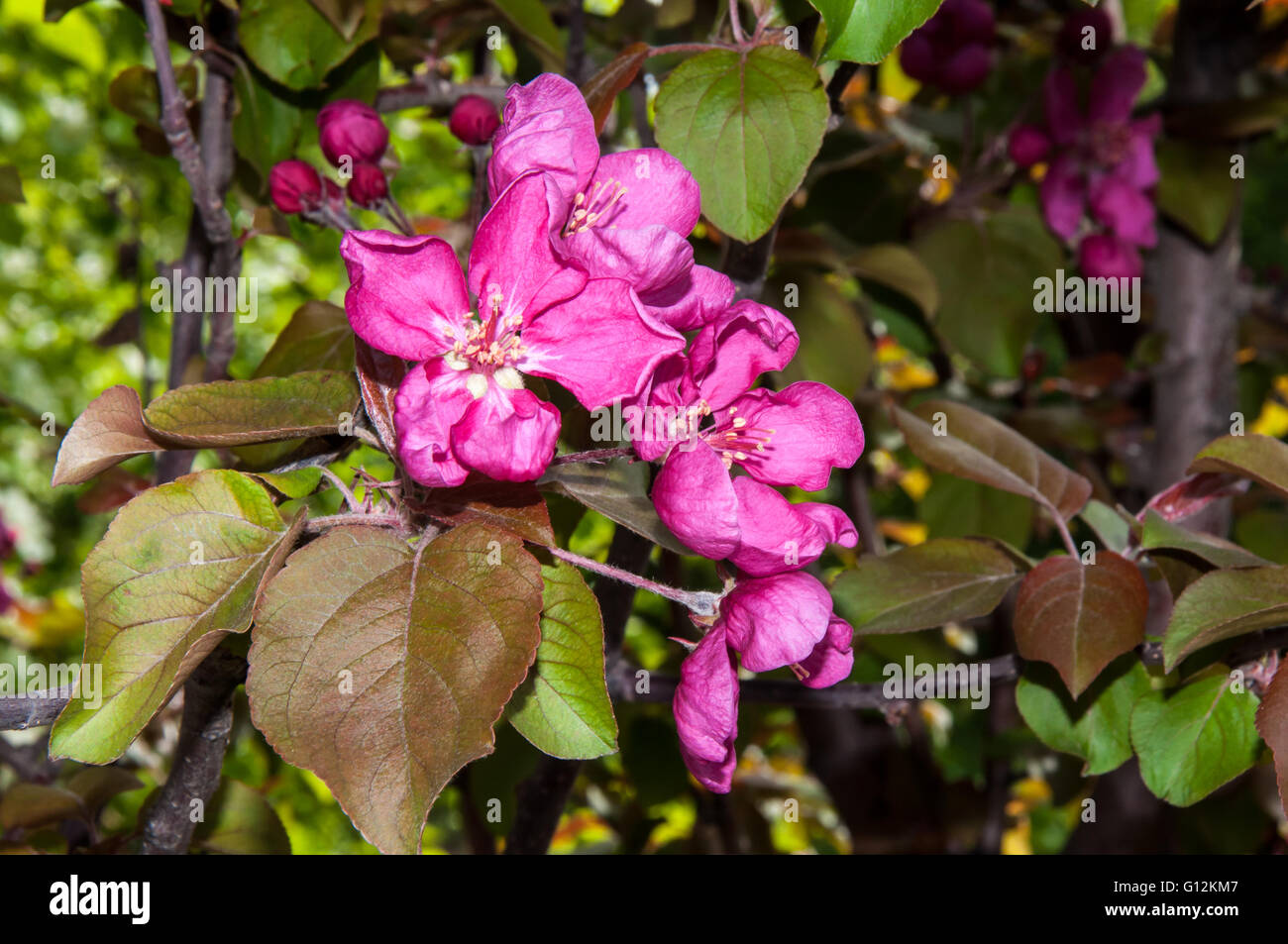 Flowers of the Apple-tree red color spring morning Stock Photo - Alamy