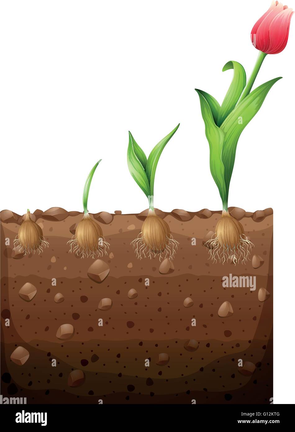 Tulip growing from underground illustration Stock Vector Image & Art ...