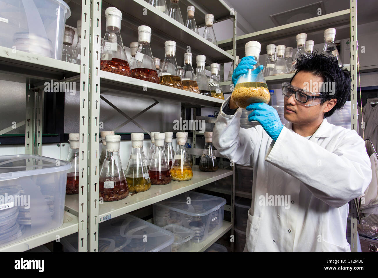 Culture erlenmeyer hi-res stock photography and images - Alamy