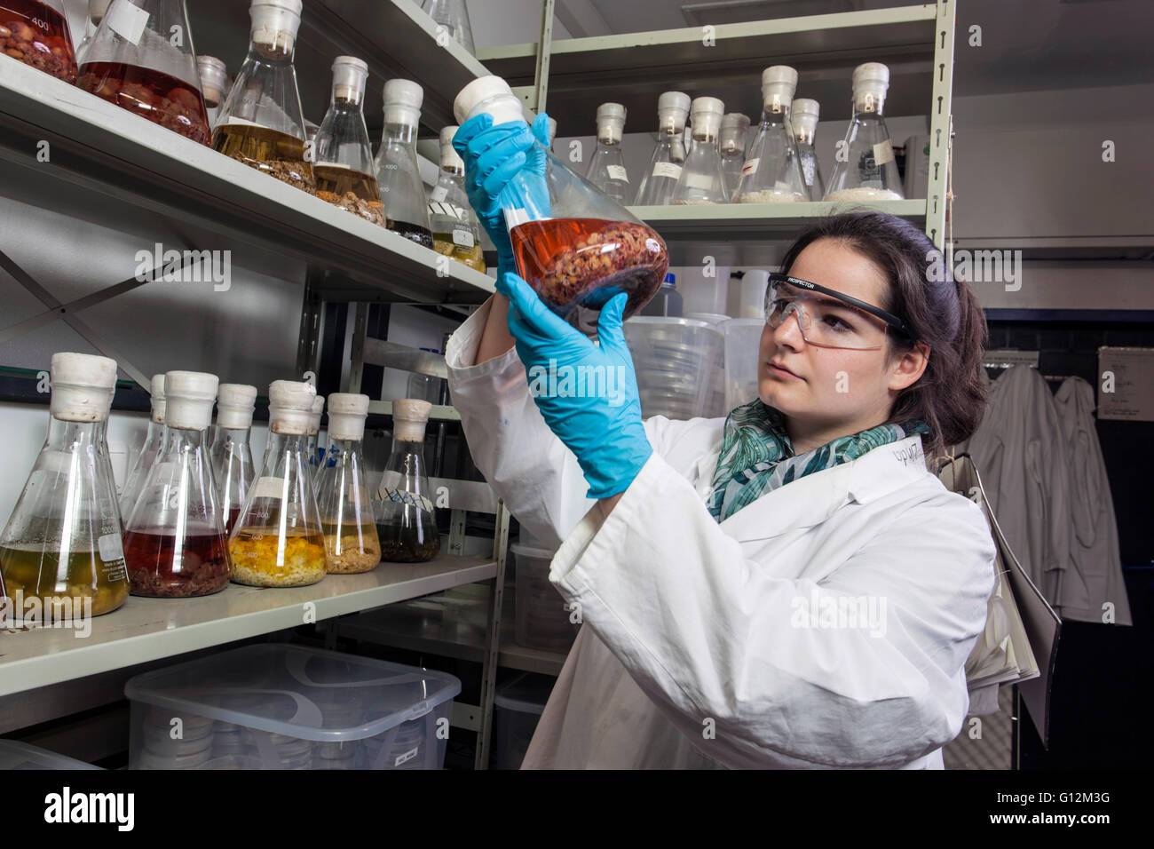 Researcher inspect fungus cultures in the mycology room Stock Photo - Alamy