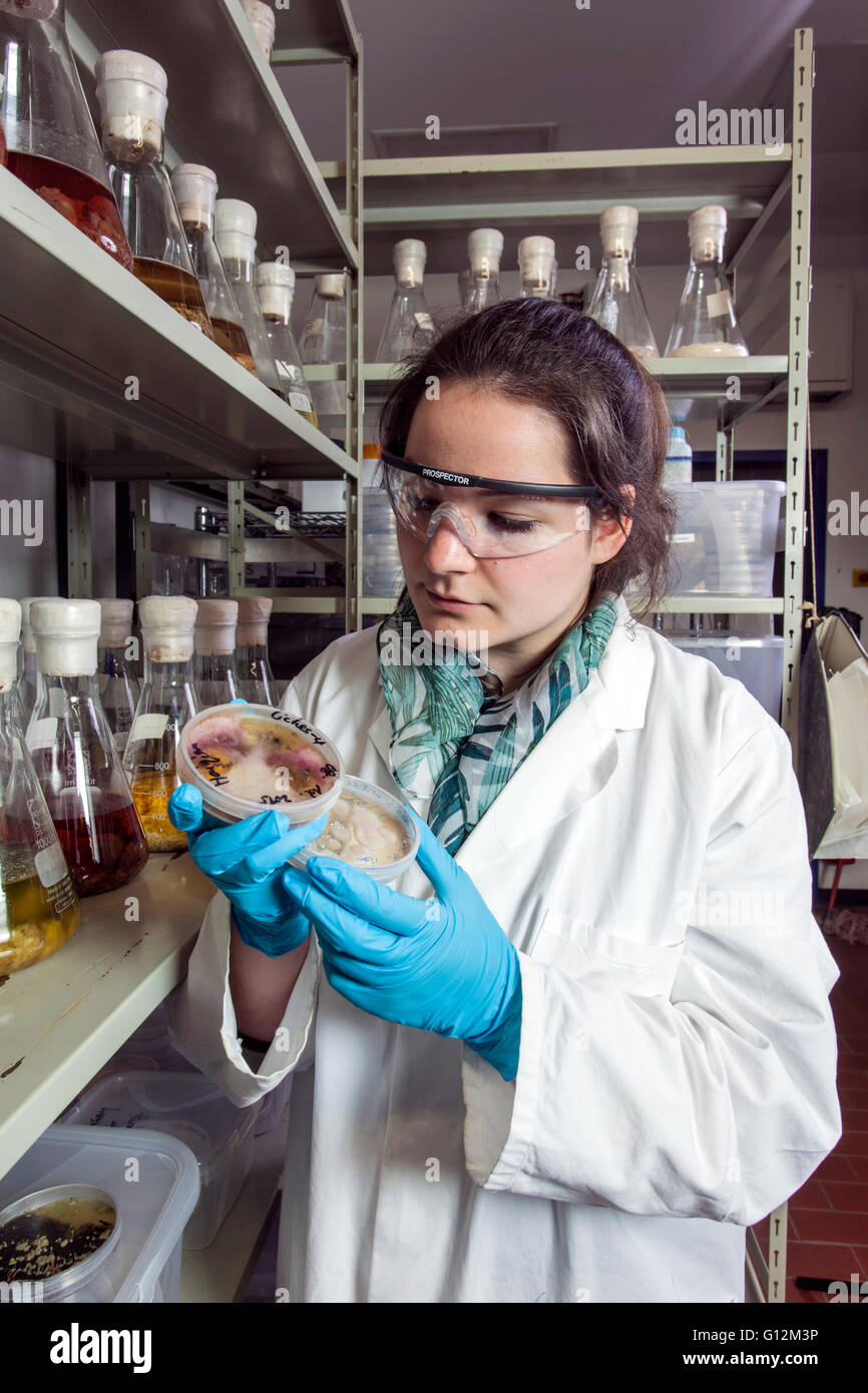 Researcher inspect fungus cultures in the mycology room Stock Photo - Alamy