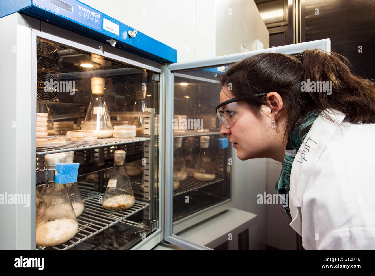 Researcher inspect fungus cultures in the mycology room Stock Photo - Alamy