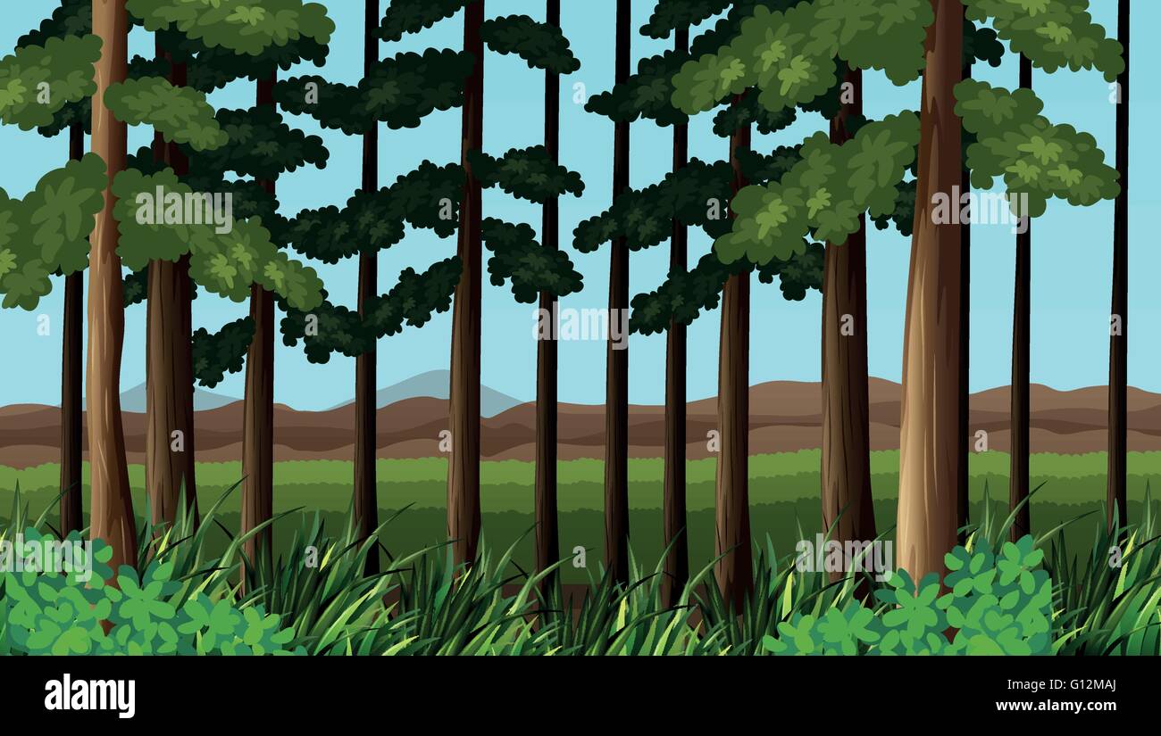 Forest scene with trees and field illustration Stock Vector Image & Art ...