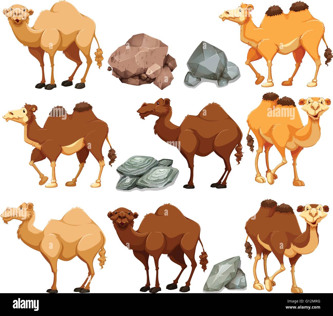 Camel in different poses illustration Stock Vector Image & Art - Alamy