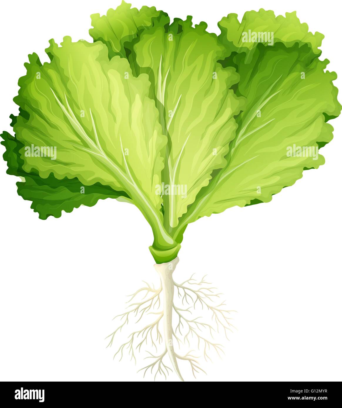 Cartoon illustration lettuce leaf Stock Vector Images - Alamy
