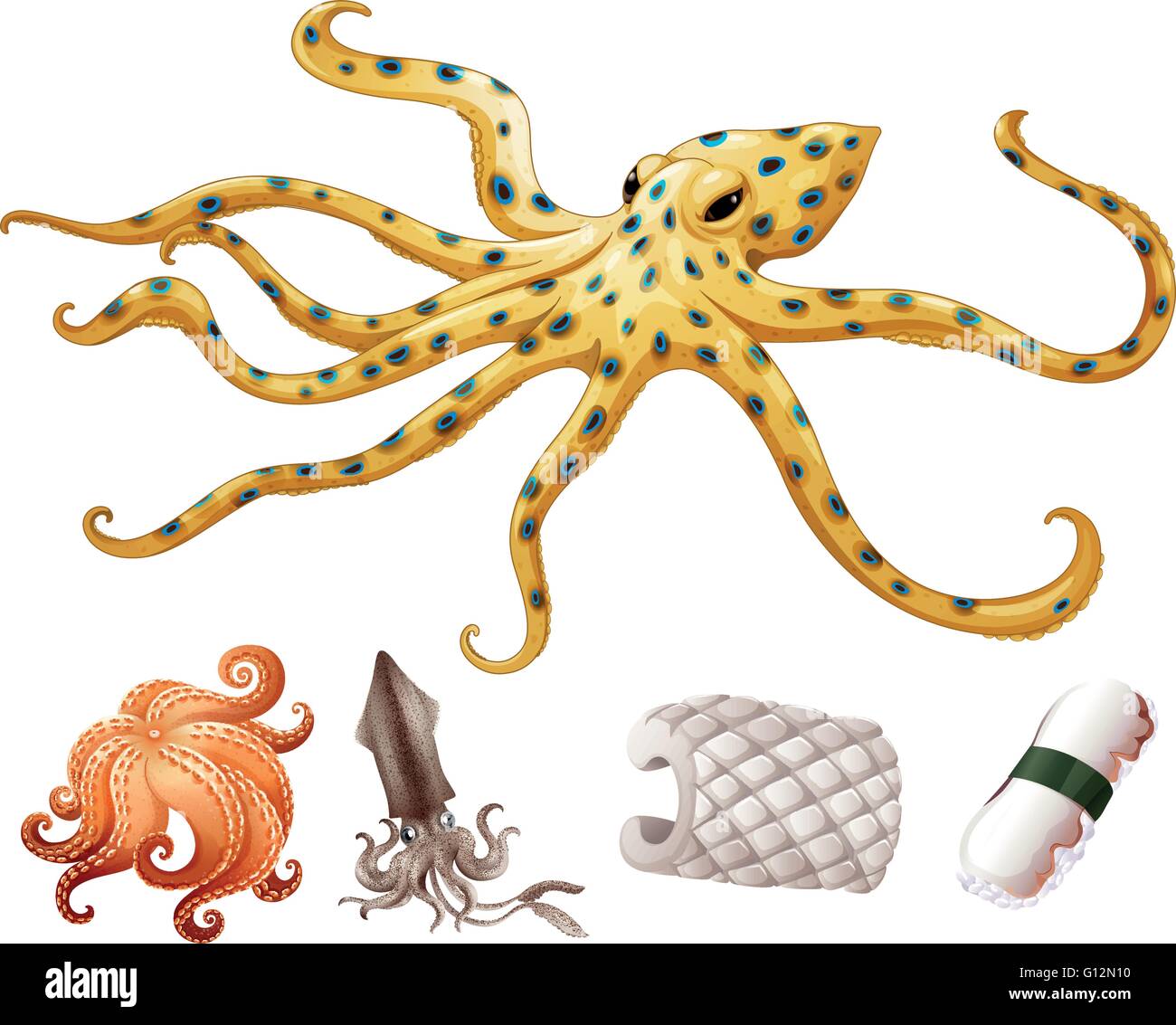 Seafood squid and octopus illustration Stock Vector Image & Art - Alamy