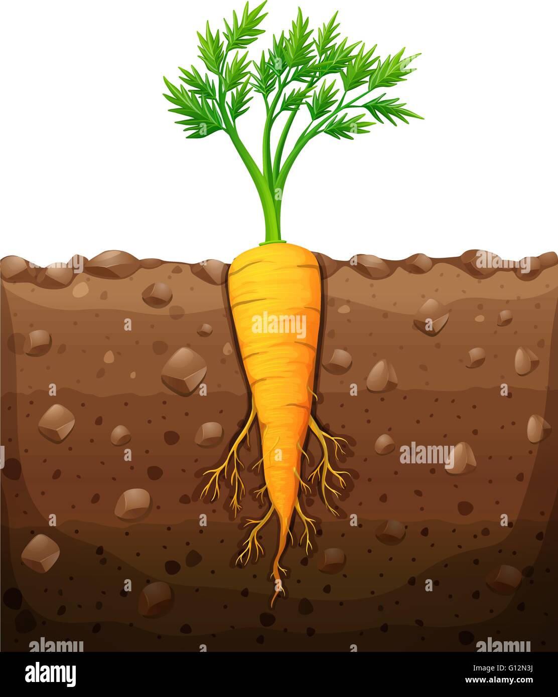 Carrot with root underground illustration Stock Vector Image & Art - Alamy