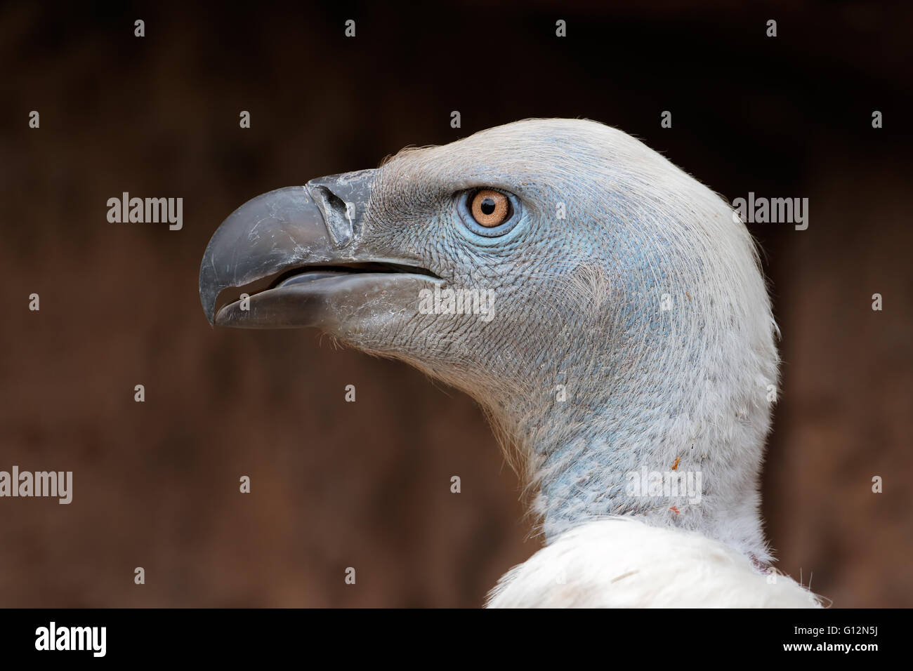 Portrait of an endangered Cape vulture (Gyps coprotheres), South Africa ...