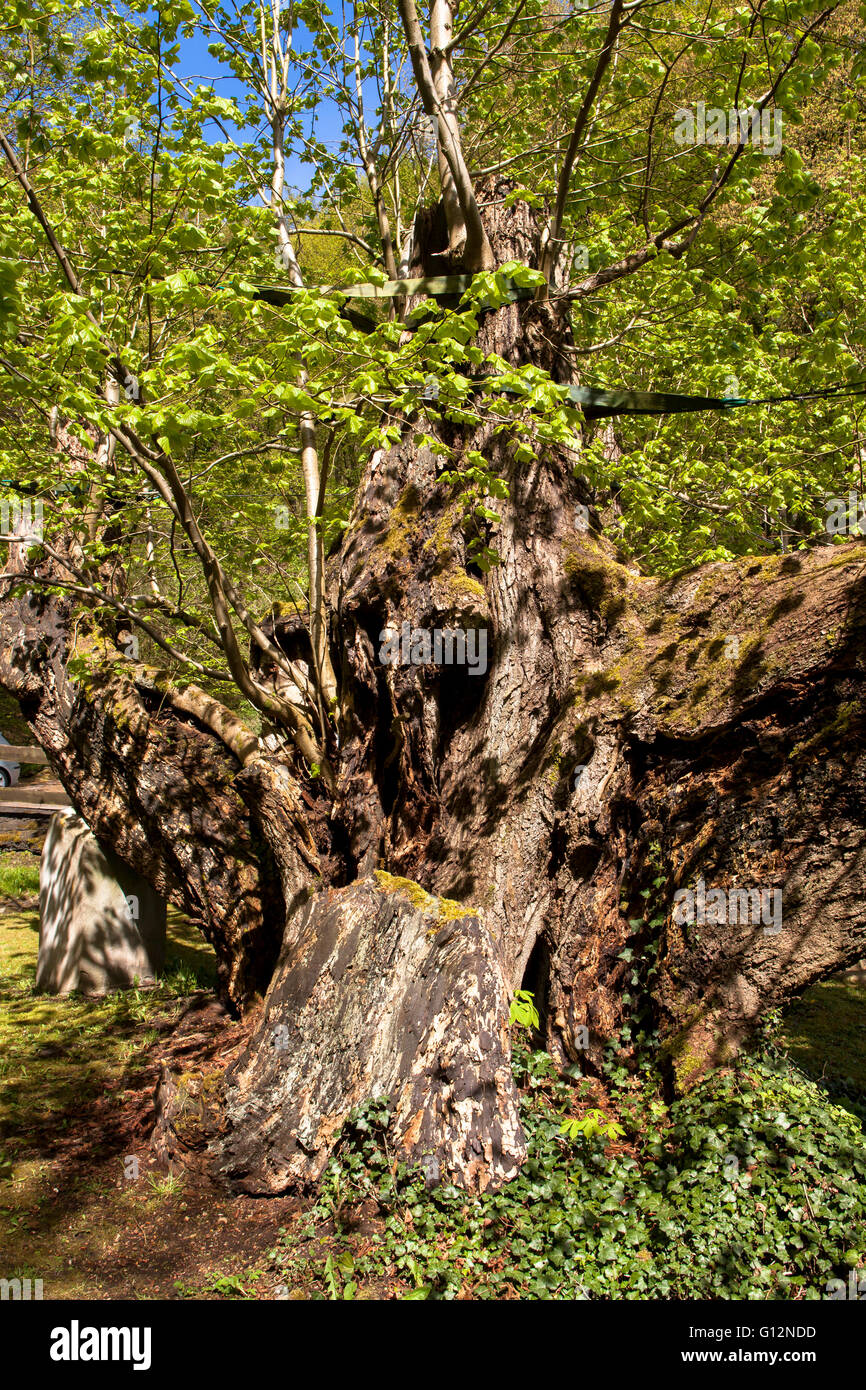1000 year old tree hi-res stock photography and images - Alamy