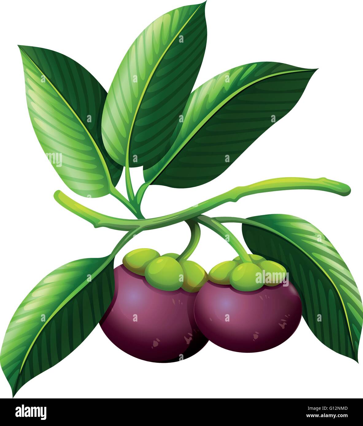 Mangosteen Tree Drawing