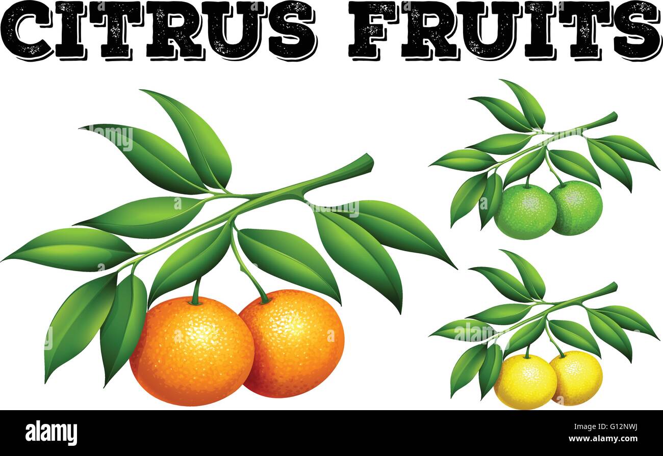 Fresh lime fruits leaves Stock Vector Images - Alamy