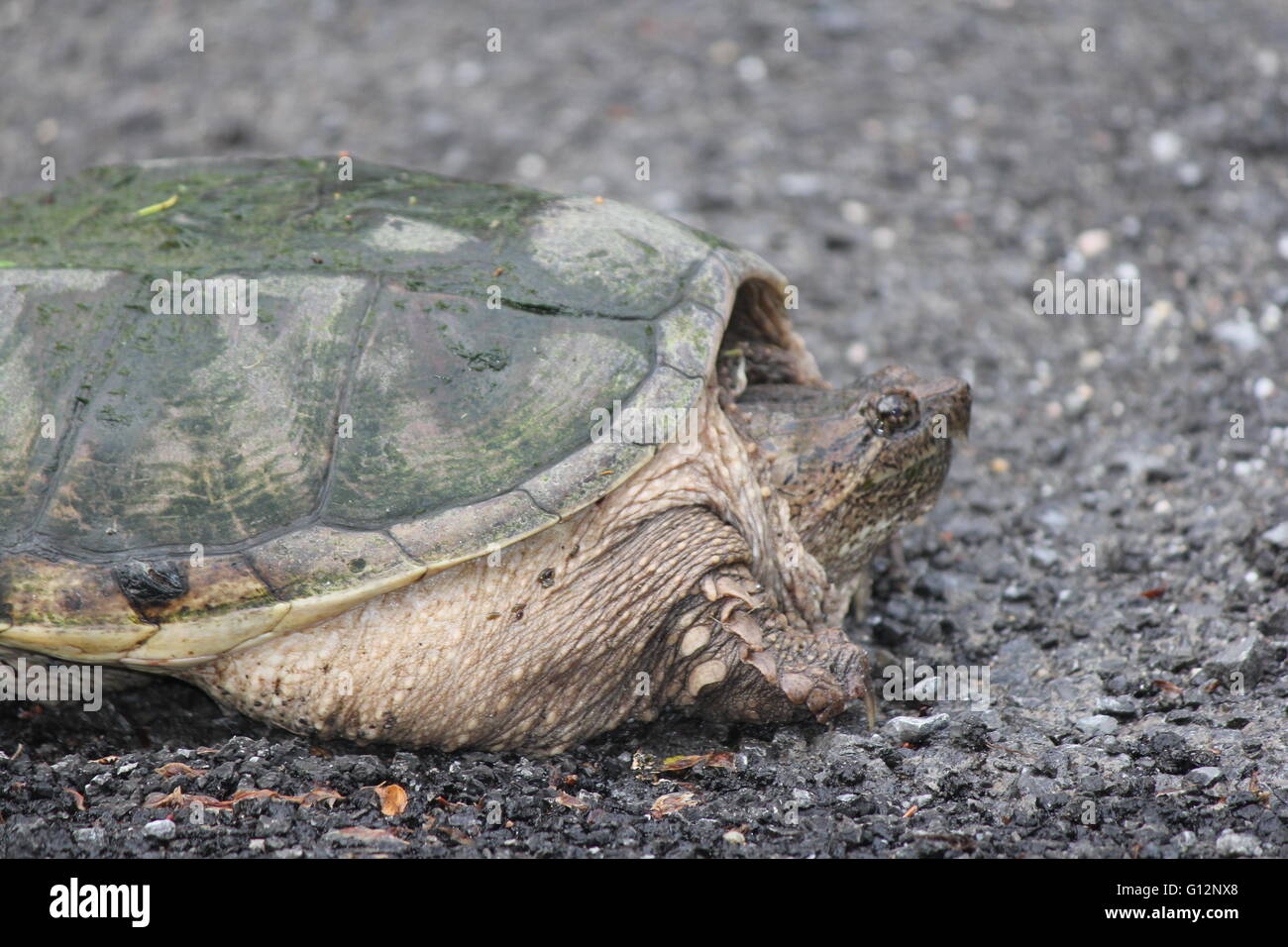Big snapping turtle hi-res stock photography and images - Alamy