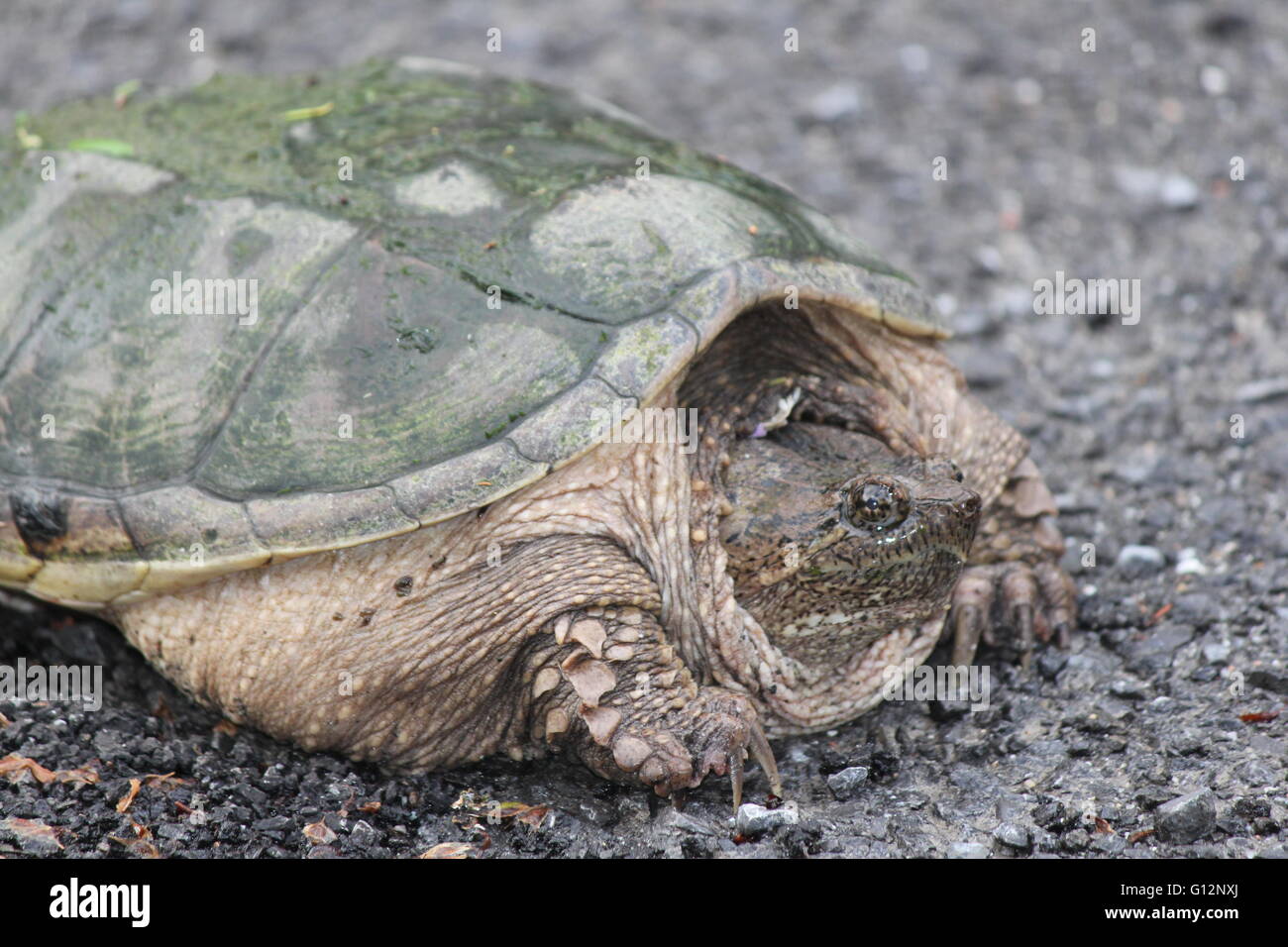 Snapping turtle chelydra serpentina hi-res stock photography and images ...
