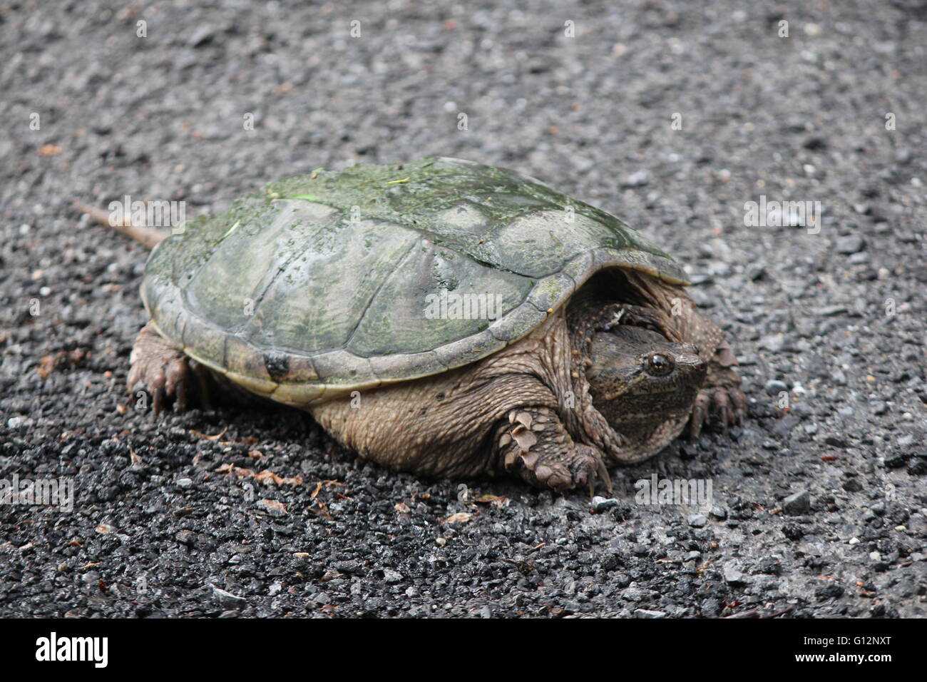 Terrapin chelydra serpentina hi-res stock photography and images - Alamy