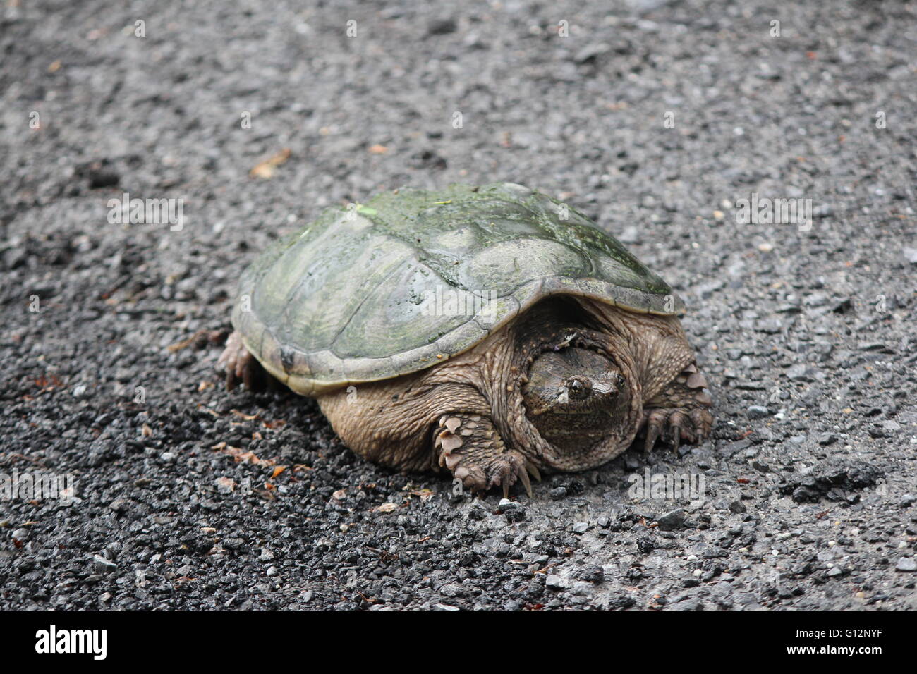 Snapping Turtle Ontario High Resolution Stock Photography and Images ...