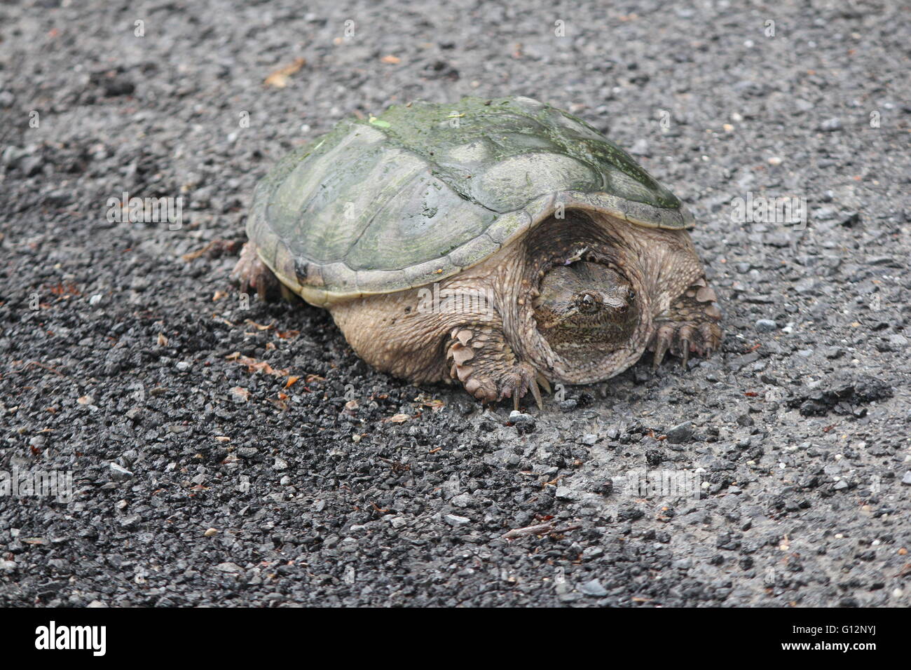 Big snapping turtle hi-res stock photography and images - Alamy