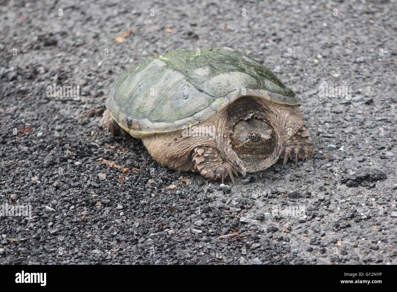 Snapping turtle crossing hi-res stock photography and images - Alamy