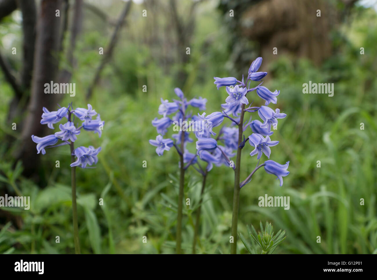 A close up of bluebell flowers Stock Photo - Alamy