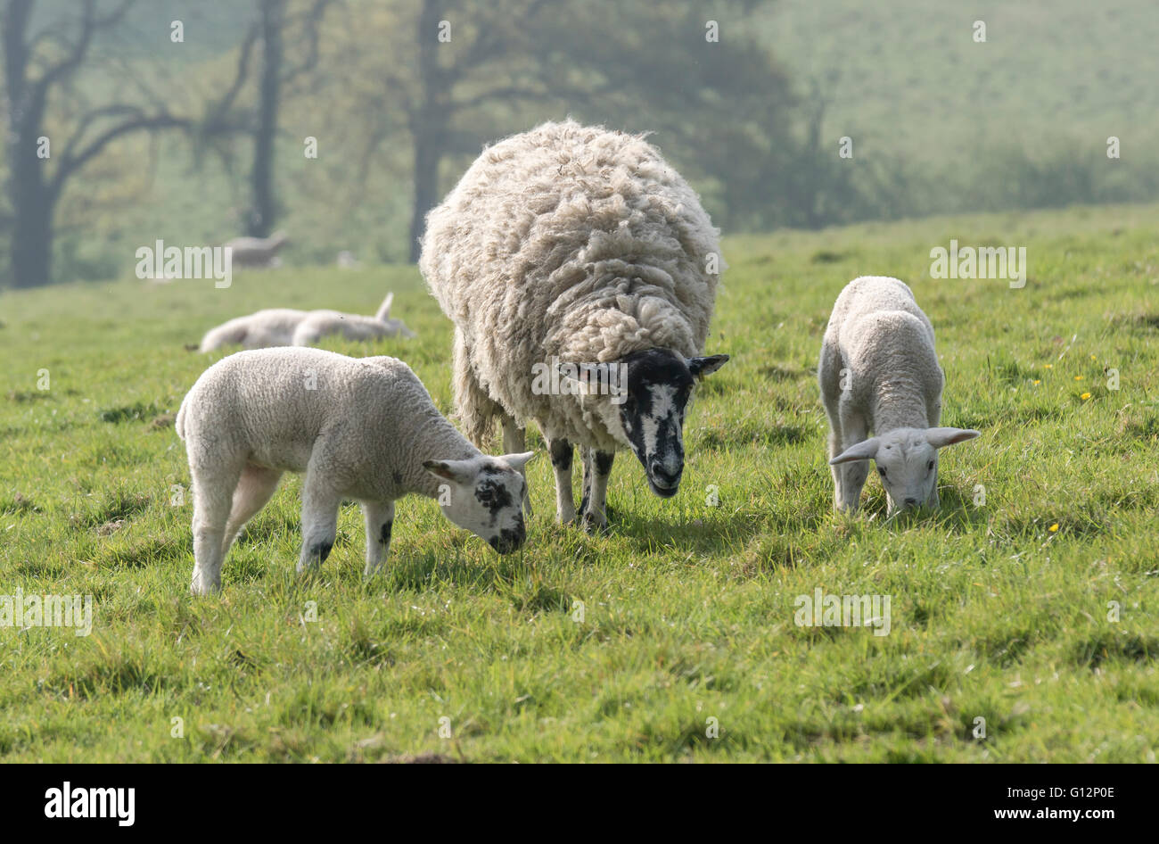 Baby spring lambs in hi-res stock photography and images - Alamy