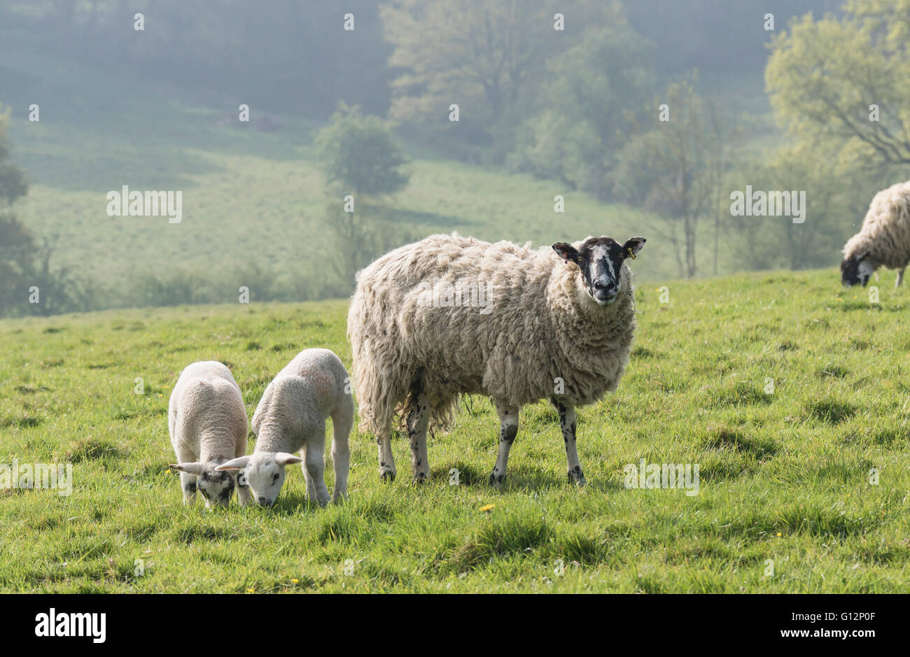 Baby spring lambs in hi-res stock photography and images - Alamy