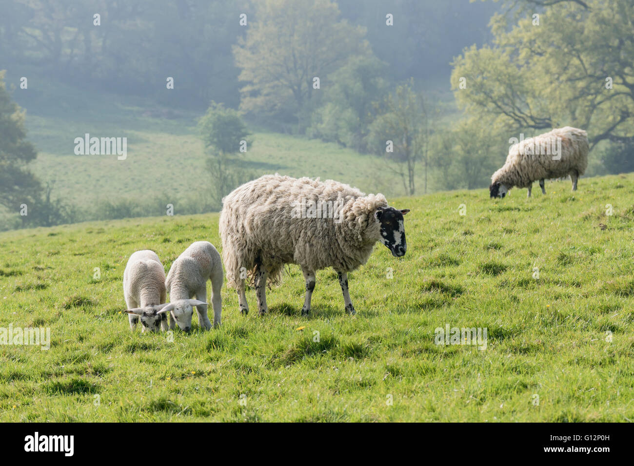 Baby spring lambs in a field Stock Photo - Alamy