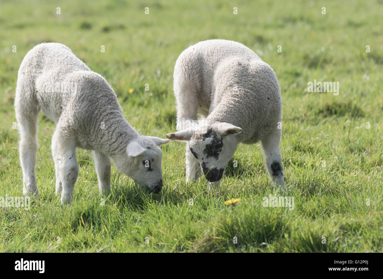 Baby spring lambs in hi-res stock photography and images - Alamy