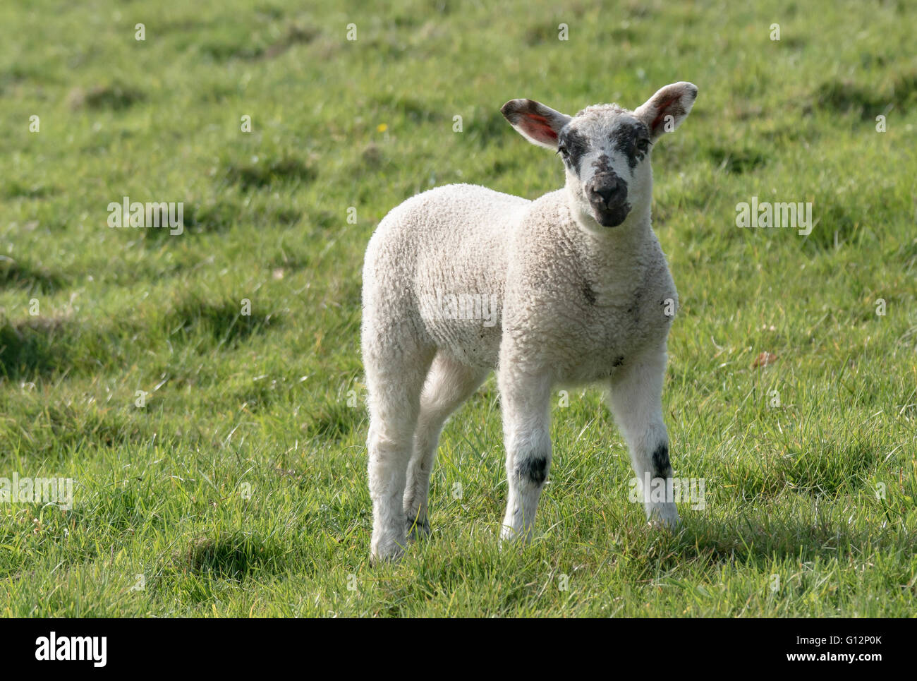 Baby spring lambs in a field Stock Photo - Alamy