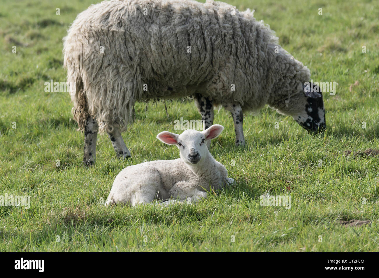 Baby spring lambs in a field Stock Photo - Alamy