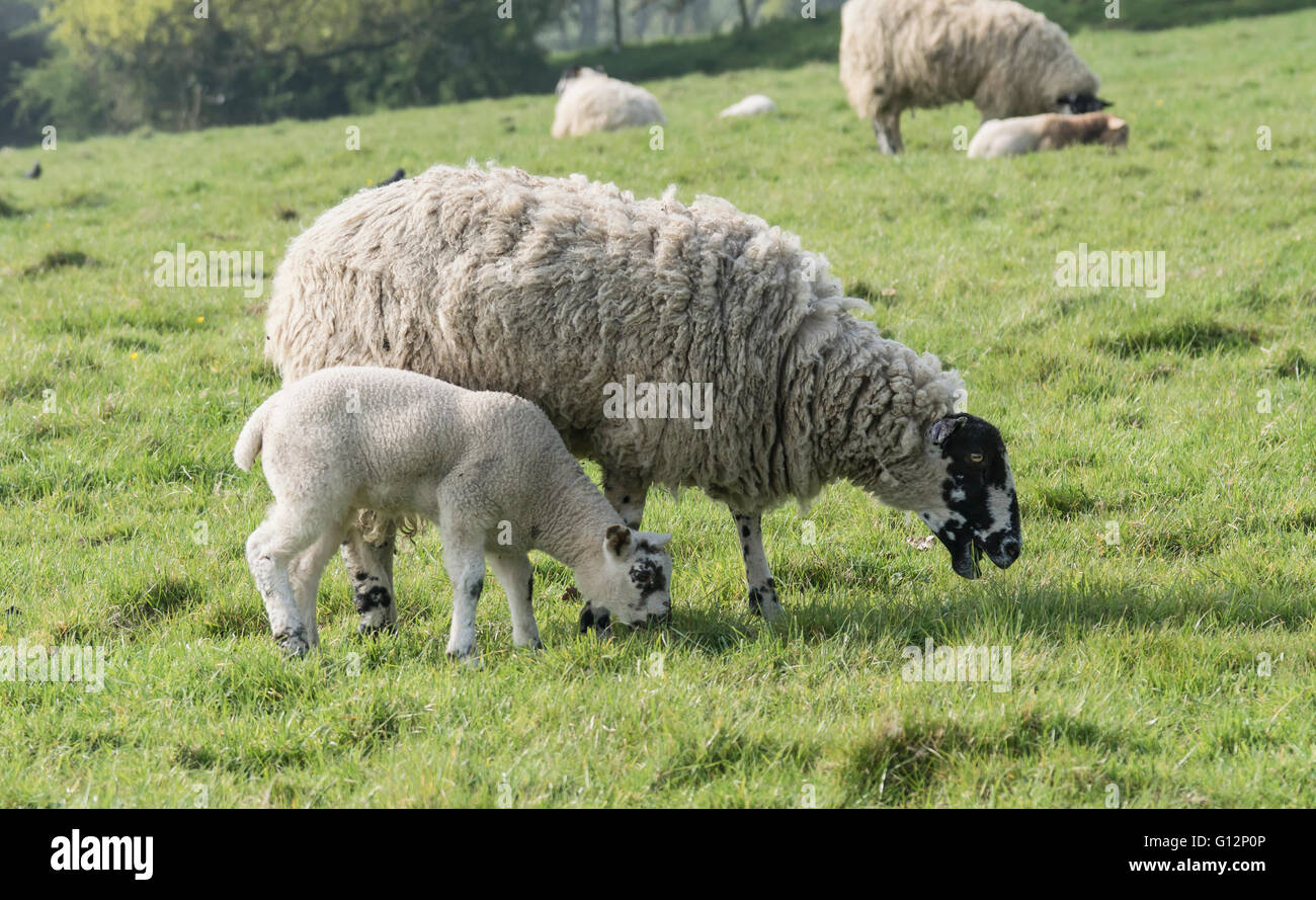 Baby spring lambs in hi-res stock photography and images - Alamy
