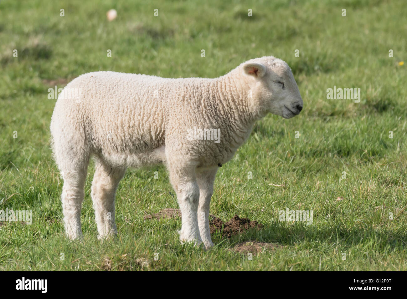 Baby spring lambs in a field Stock Photo - Alamy