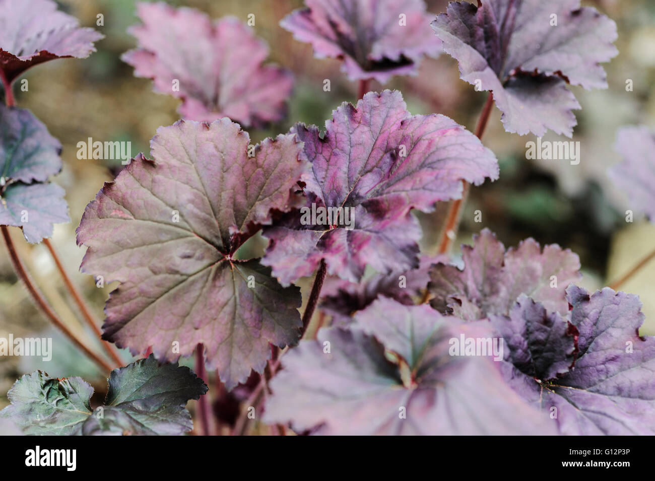 Heuchera Frosted Violet Fancy-leaf Coral Bells Stock Photo - Alamy