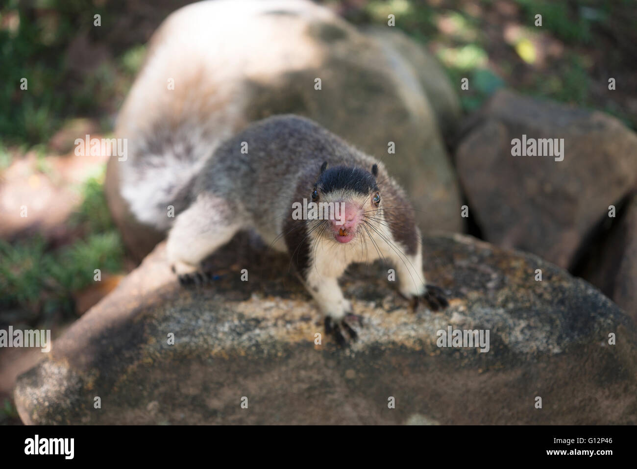 Chipmonk hi-res stock photography and images - Alamy