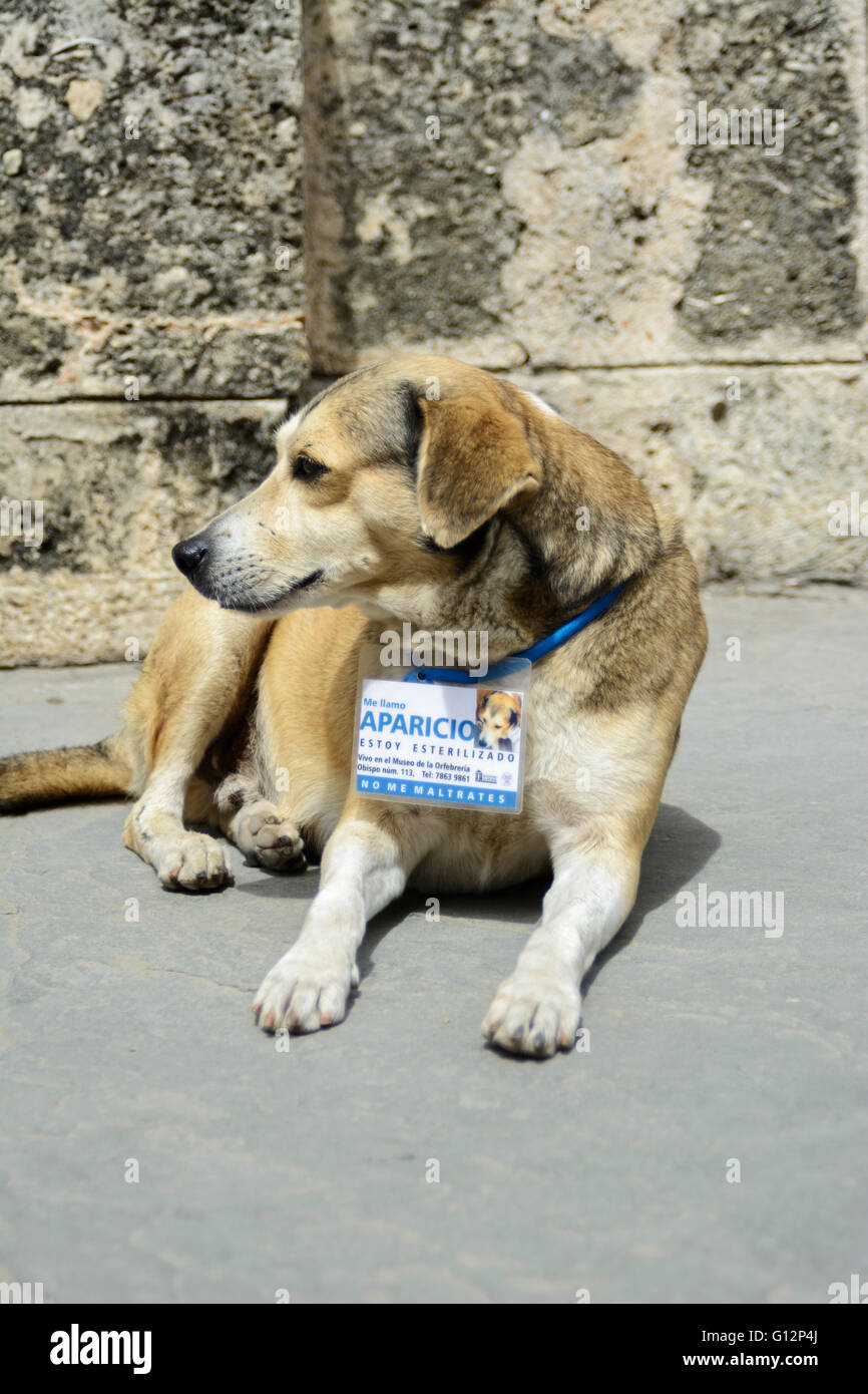 A street dog wearing his official identity card relaxes in the sunshine ...