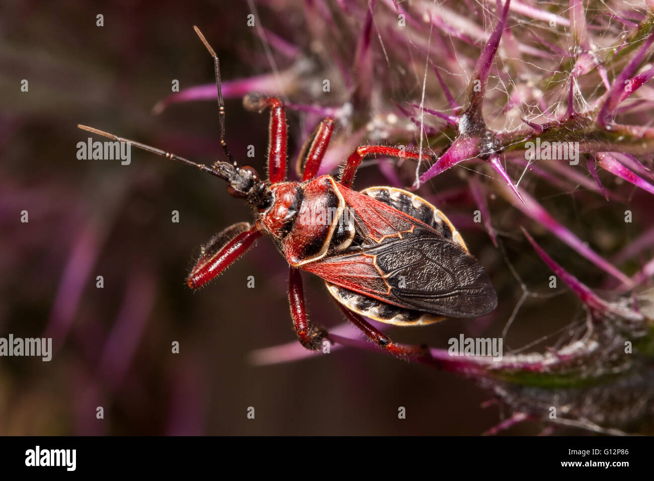 Apiomerus floridensis hi-res stock photography and images - Alamy