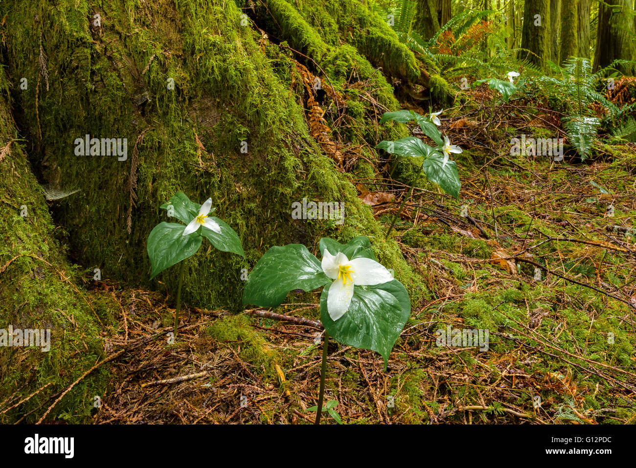 Rain forest british columbia canada cathedral grove old growth forest ...